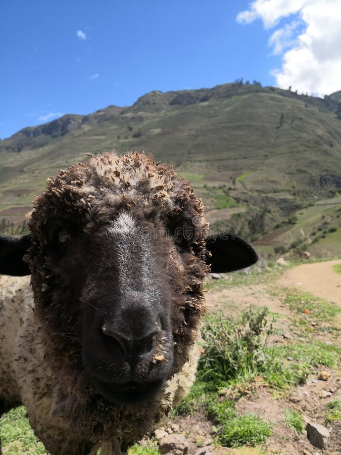 Sheep in 2 stock image. Image of sheep, camera, play - 110295199