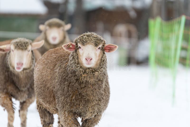 Sheep Playing Around in the Snow Stock Photo - Image of mood, nature ...