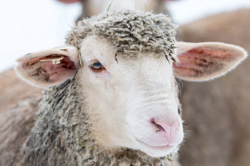 Sheep Playing Around in the Snow Stock Photo - Image of covered, mammal ...