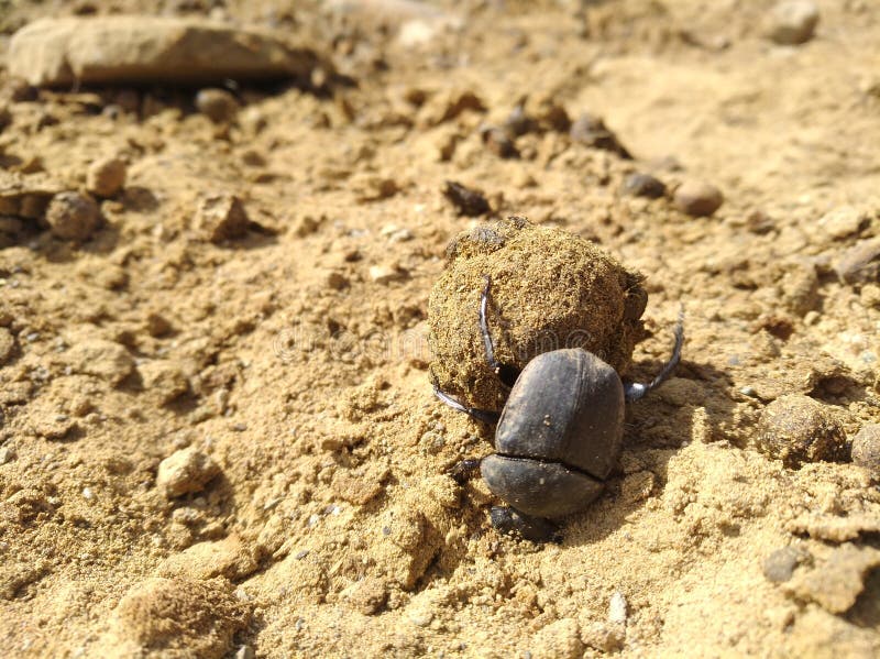 157 Sheep Bug Stock Photos - Free & Royalty-Free Stock Photos from ...