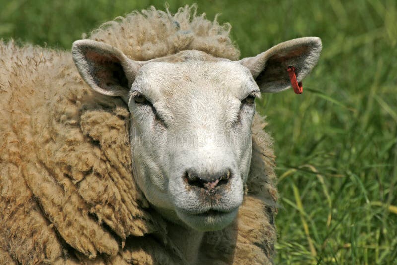 Red Sheep stock photo. Image of southwest, dartmoor, agriculture - 12192462