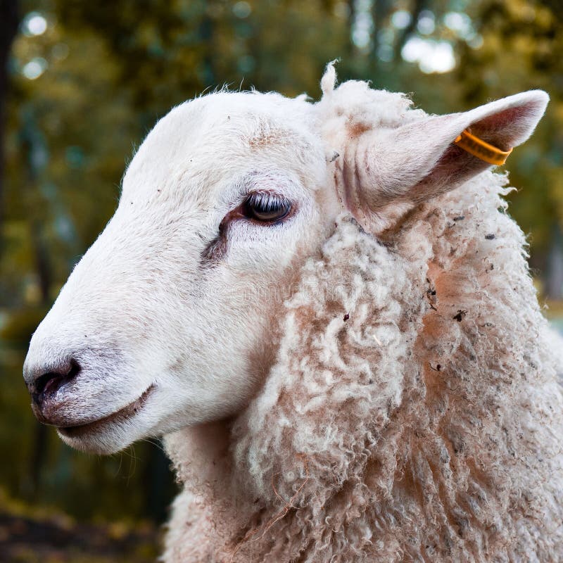 Sheep Portrait Royalty Free Stock Photo - Image: 20895325