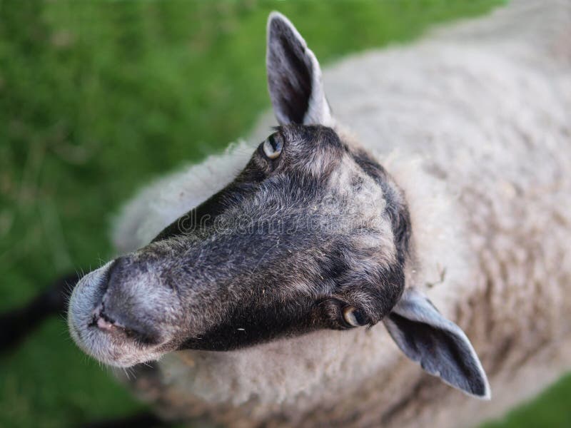 Sheep portrait stock photo. Image of lokking, stare, animal - 26951726