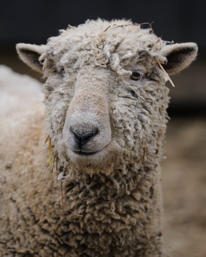 Sheep Portrait stock photo. Image of farm, pastoral, cuddly - 29408730