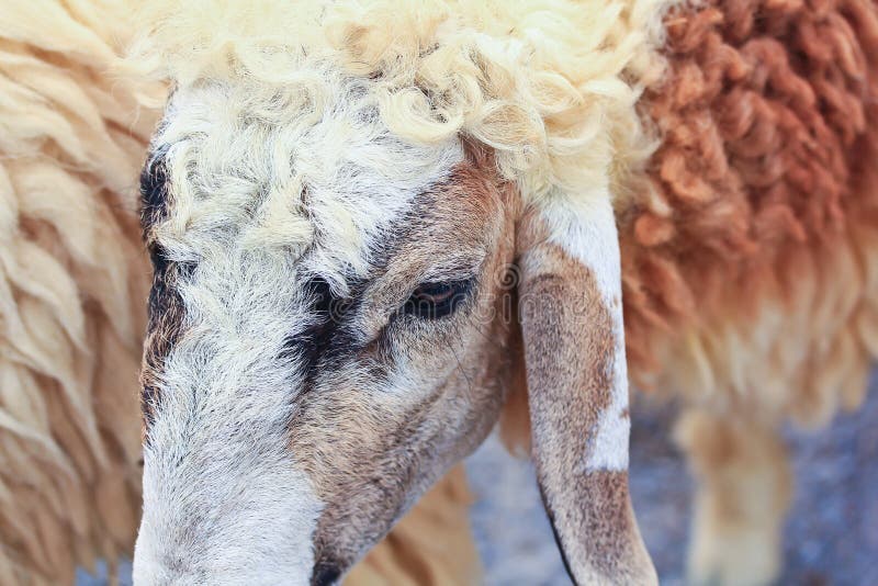 Sheep portrait stock photo. Image of flock, dolly, field - 38265662
