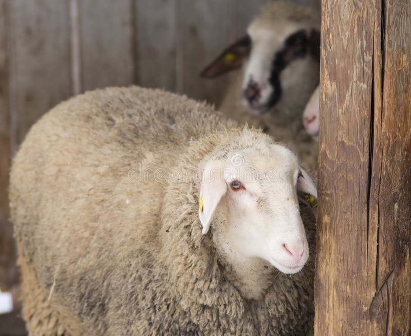 Sheep portrait stock photo. Image of fluffy, industry - 38397836