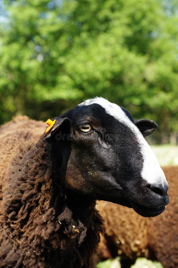 Sheep Portrait stock image. Image of quiet, animal, nature - 23329997