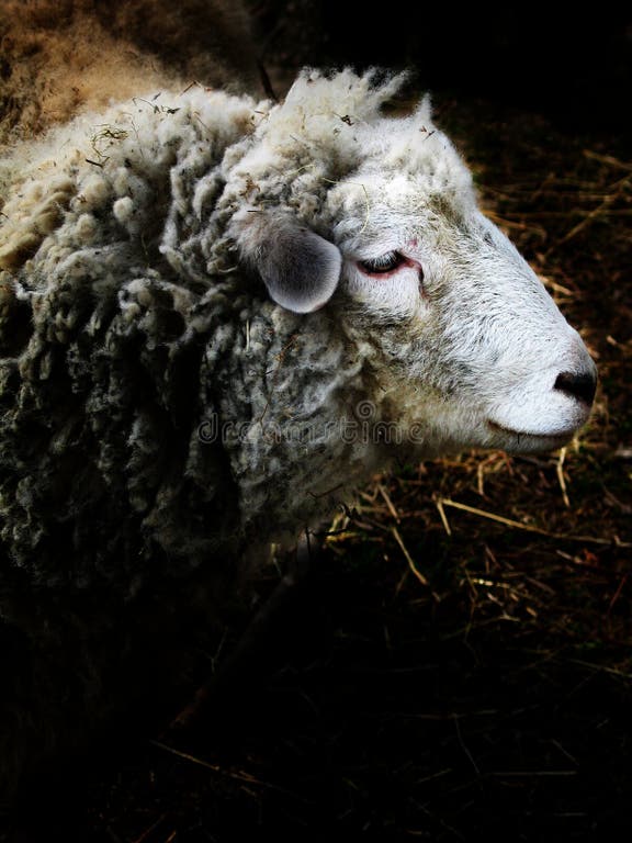 451 Farm Sad Sheep Stock Photos - Free & Royalty-Free Stock Photos from ...