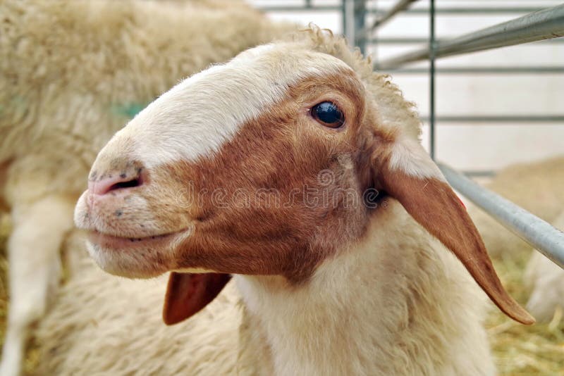 Portrait of Awassi sheep stock photo. Image of fold, herbivore - 80136542