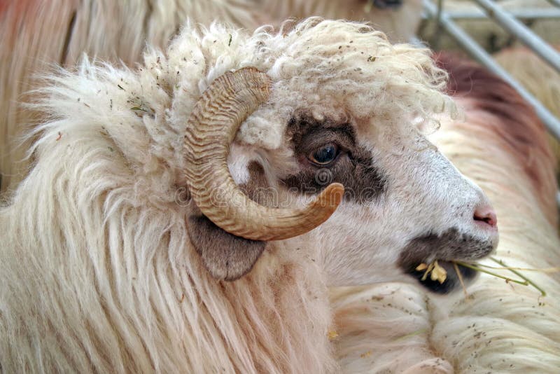 Portrait of Turcana Sheep stock image. Image of bangs - 80136805
