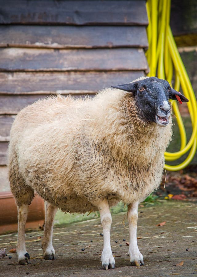 Sheep portrait stock photo. Image of cute, portrait, farming - 83992674