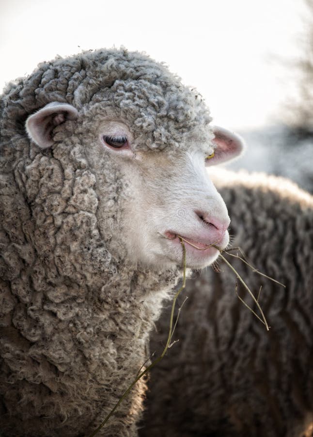 Sheep portrait stock image. Image of female, face, farm - 30457453