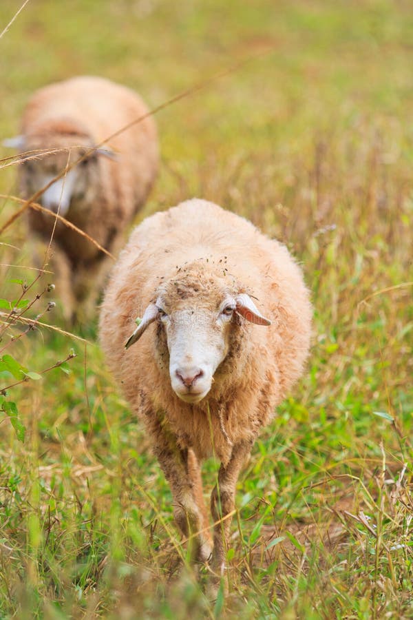 Sheep portrait stock image. Image of cute, face, inquisitive - 33479395