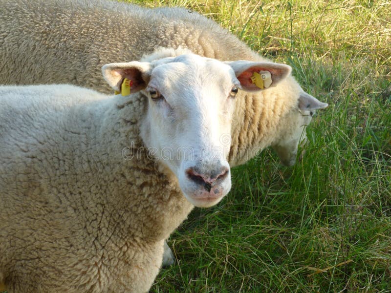Sheep portrait stock photo. Image of eating, animal, field - 60840082