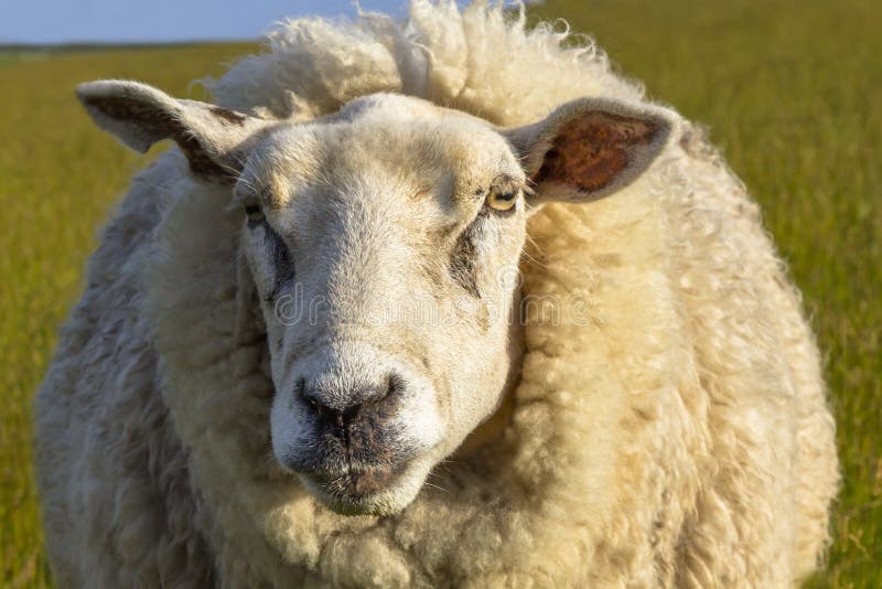 Sheep Portrait stock image. Image of grassland, sheep - 33677277