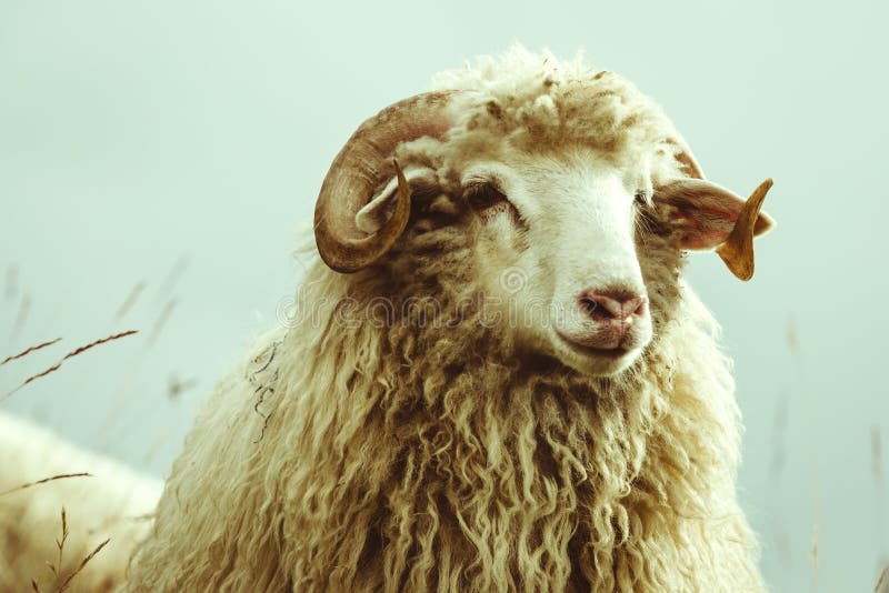 Sheep portrait stock photo. Image of meadow, cute, mammal - 59087572