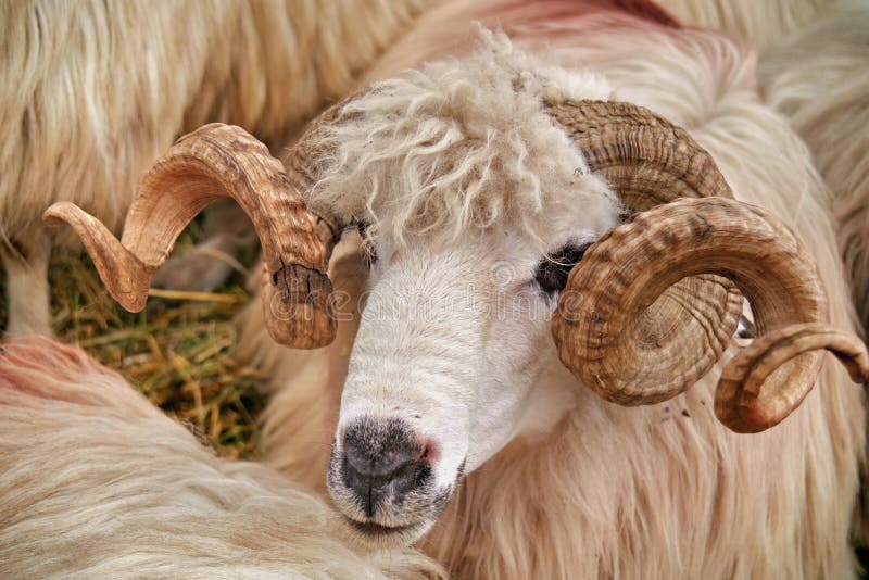 Portrait of Turcana Sheep stock image. Image of bangs - 80136805