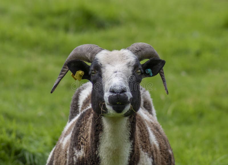 Sheep stock image. Image of farm, ireland, farming, nature - 206443301