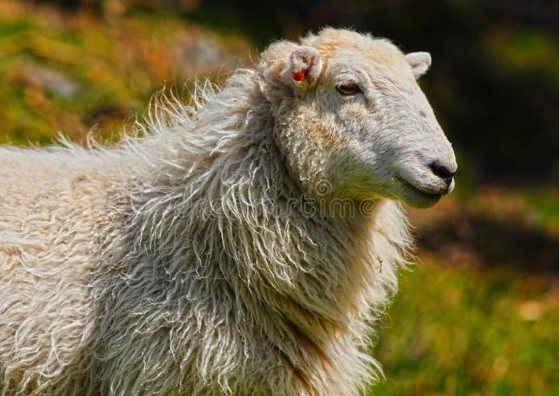 310 Welsh Mountain Ewe Stock Photos - Free & Royalty-Free Stock Photos ...