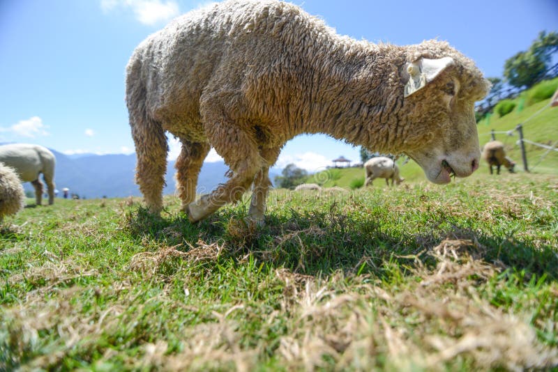 Sheep on the Prairie at Cingjing Farm Stock Image - Image of grass ...