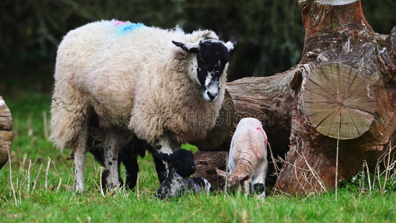 Sheep protecting stock footage. Video of claw, farm - 373495246
