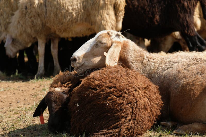 A Sheep Put Its Muzzle on Another Sheep while Resting Stock Image - Image of family, flock ...