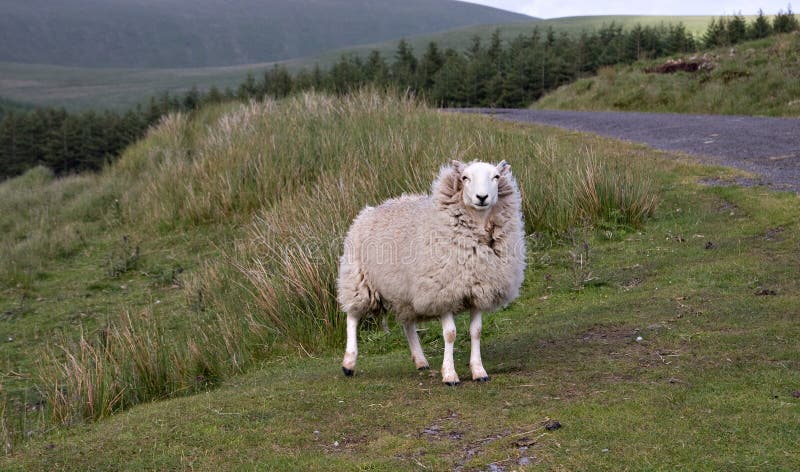 Sheep Queen Picture. Image: 6119884