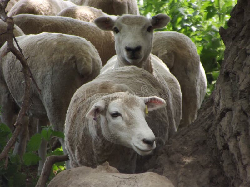 Sheep in a Queue stock photo. Image of tree, animals - 94387740