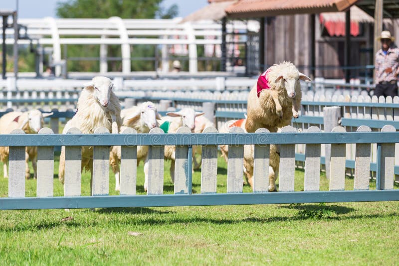 Sheep Jumping Fence Stock Photos - Free & Royalty-Free Stock Photos ...