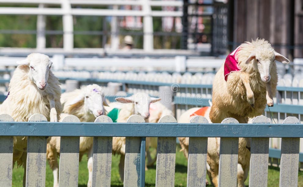 Sheep racing in farm stock photo. Image of sheep, running - 69819634