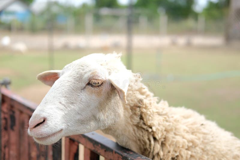 Sheep Ram Ewe in Farm Farmland Stock Image - Image of mammal, domestic ...