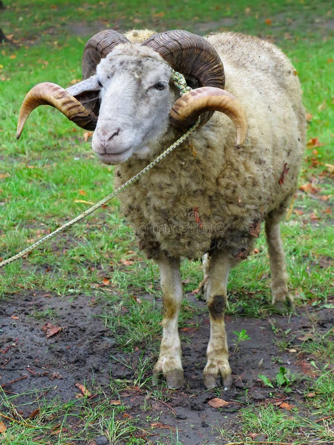 Arles Merino Sheep, Ram, 5 Years Old Stock Photo - Image of full ...