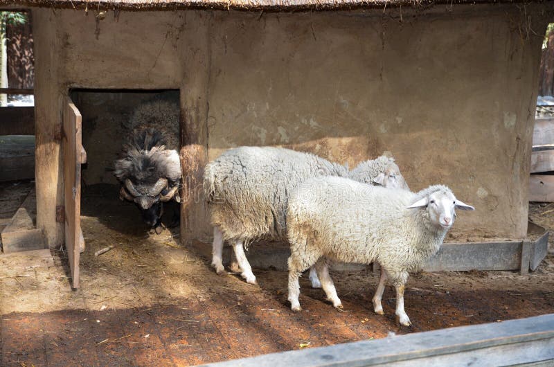 Sheep and ram stock image. Image of flock, cute, animal - 187120567