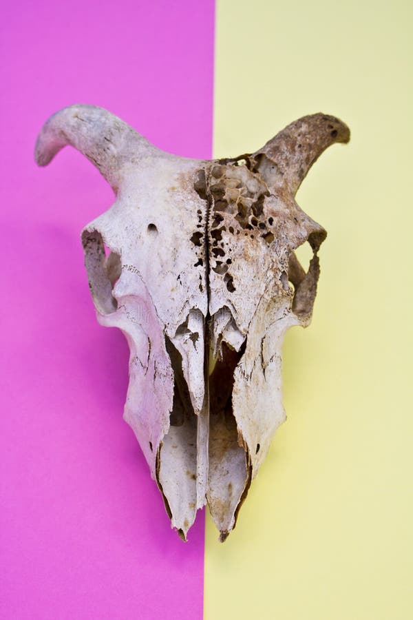 Sheep Ram Skull on Multicoloured Yellow and Pink Abstract Background ...