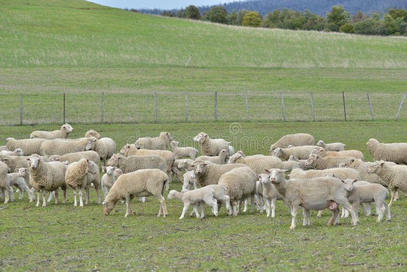Sheep in Ranch New Zealand Farm Stock Photo - Image of bench, backyard ...