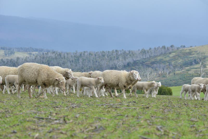 Sheep in Ranch New Zealand Farm Stock Photo - Image of bench, backyard ...