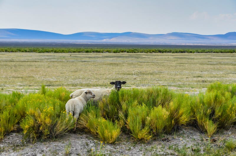 Sheep on the Range stock photo. Image of north, cloth - 86134176