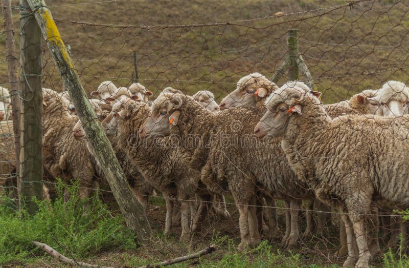 Sheep ready for shearing stock image. Image of ready - 48124645
