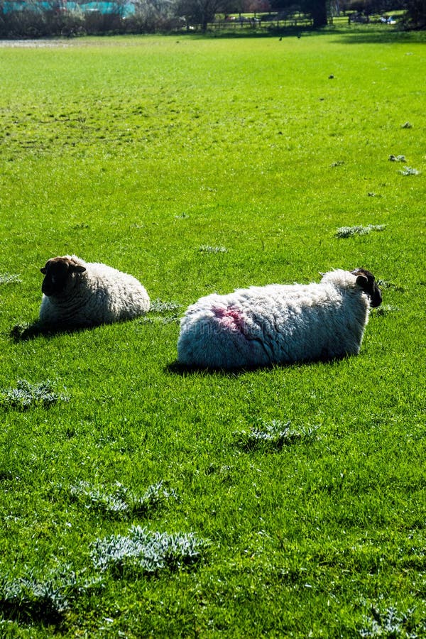 Sheep Relax in Early Spring Stock Image - Image of sheep, time: 214768119