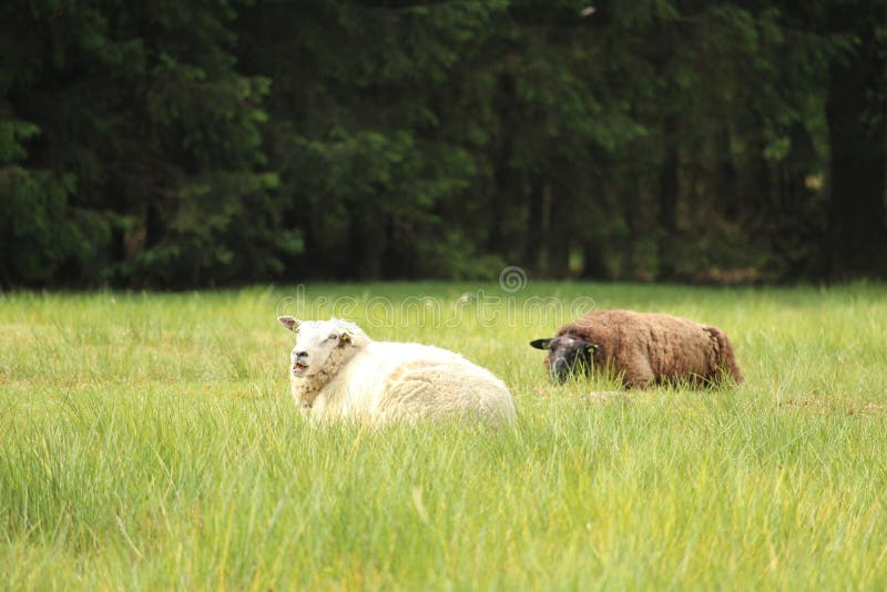 Sheep Relaxing in the Grass Stock Image - Image of isolated, lamb ...