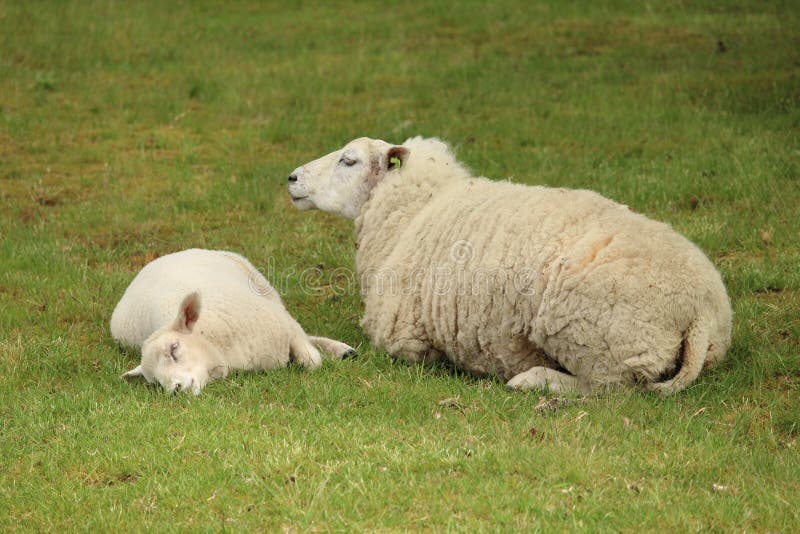 Sheep Relaxing in the Grass Stock Image - Image of slope, grazing ...