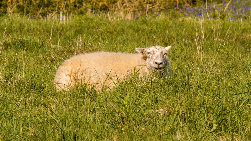Sheep Relaxing and Sleeping, in Northumberland, England, Uk Stock Image ...
