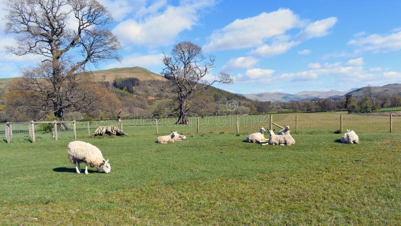 Sheep Relaxing on Warm Spring Day Stock Photo - Image of outdoor, green ...