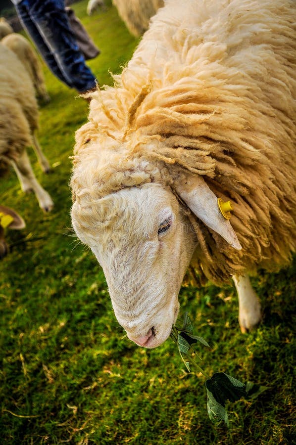 Sheep rest stock photo. Image of pasture, wool, green - 65471404