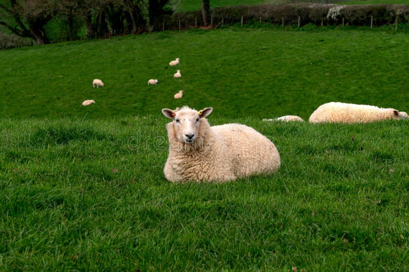 Sheep Rest in the Green Fields of Devon, England, Europe. Stock Image ...