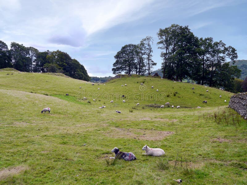 Sheep at rest on a hill stock photo. Image of pastoral - 63411644