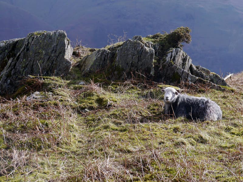 Sheep at rest on a hill stock photo. Image of pastoral - 63411644