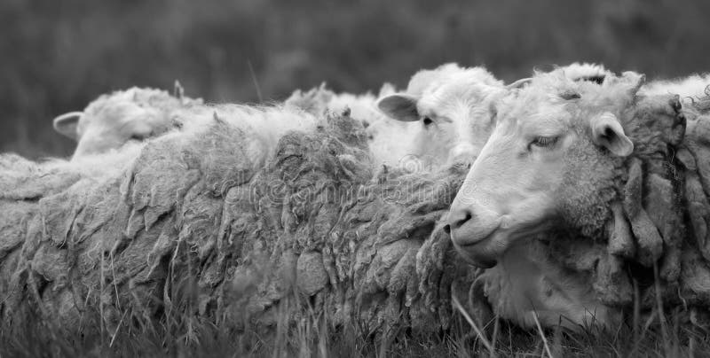 Sheep rest. stock image. Image of animals, group, nature - 47567771