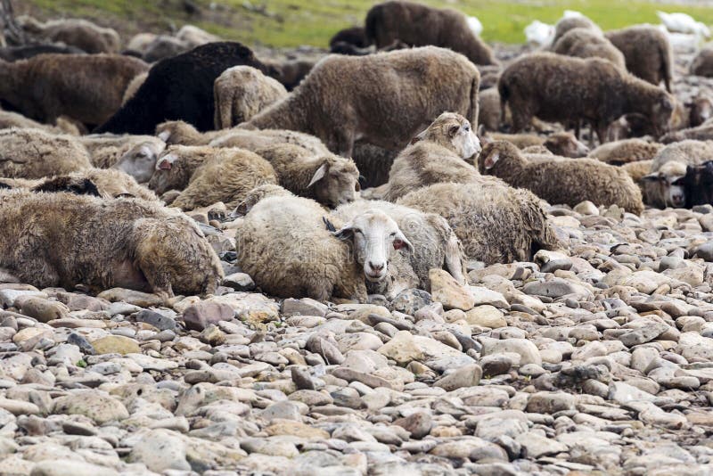 Sheep Sleep on the River Bank. Stock Image - Image of grass, farm ...