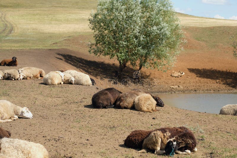 Sheep Rest in the Shade Near the Water in Summer Stock Photo - Image of ...